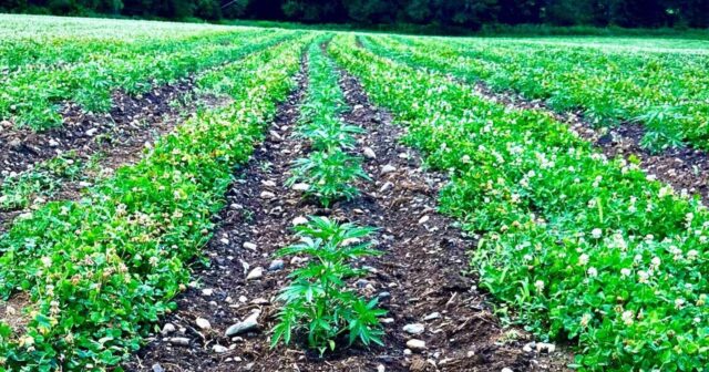 Certified Organic Vermont CBD - Hemp Soil Enrichment from Cover Crops ...